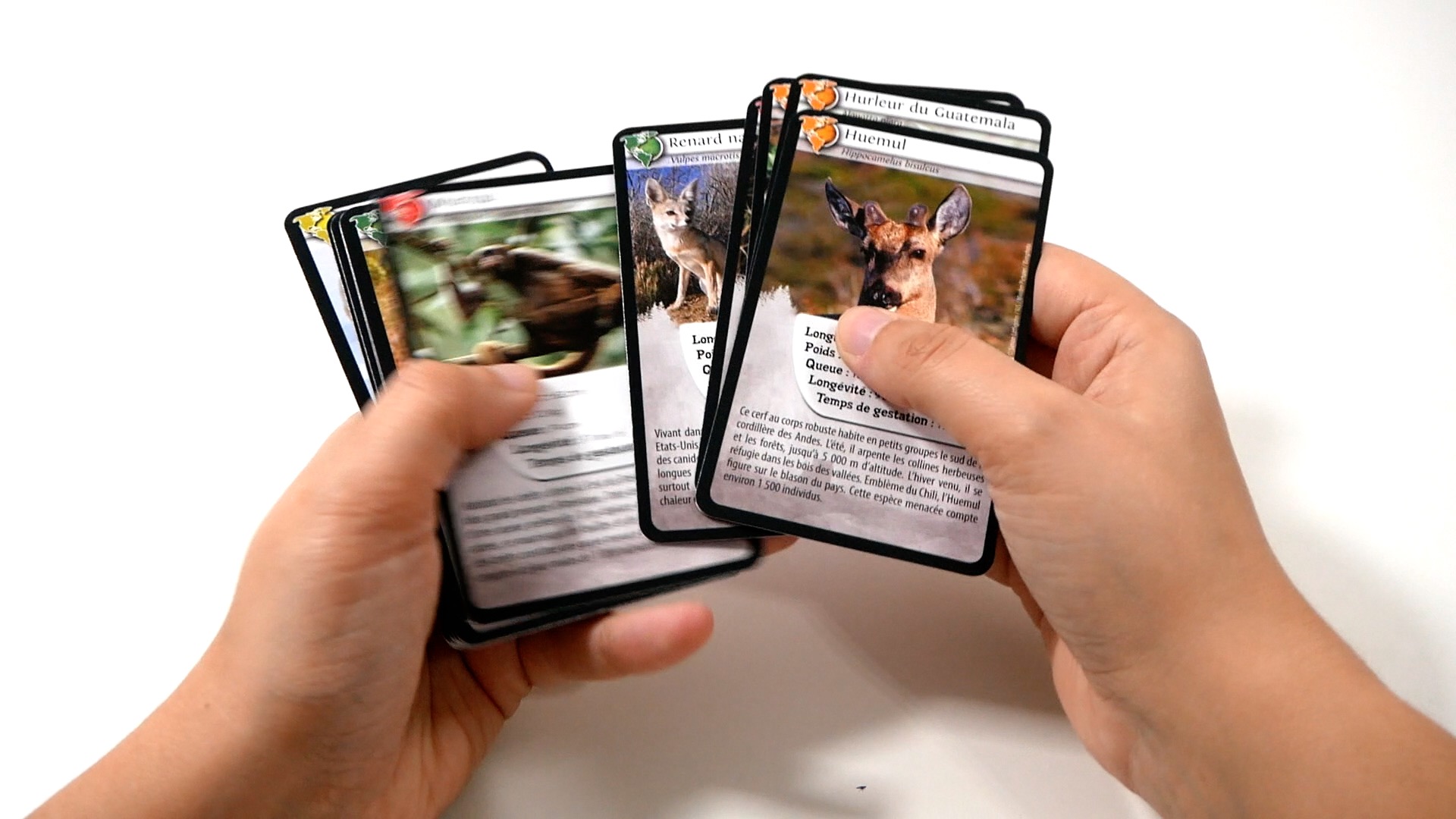 Défis Nature | Dés en Mousse